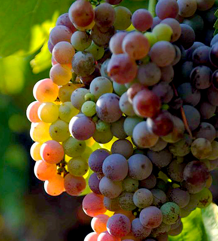 Veneto Wines, Veneto Wines, Veneto Wines Producers | Bixio Poderi