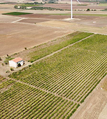 Molise Wines, Molise Wineries, Typical Wines | Bixio Poderi